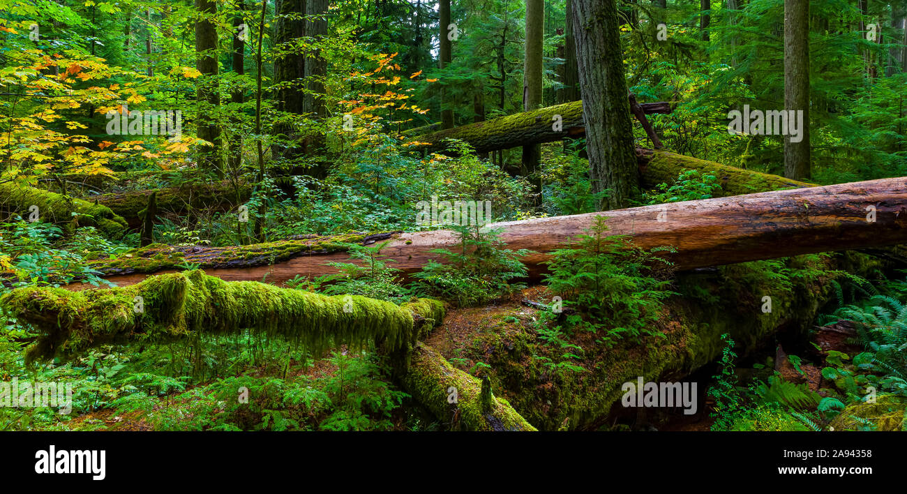 Lush foliage and fallen trees in the old growth forest of Cathedral ...