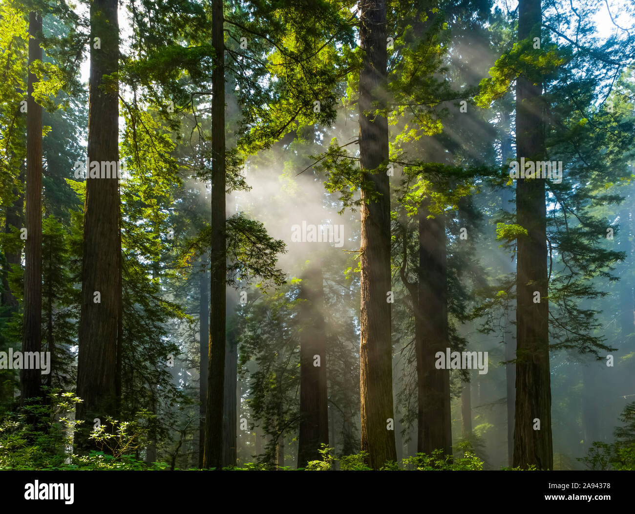 Sun rays on the forest in the California Redwoods; California, United ...