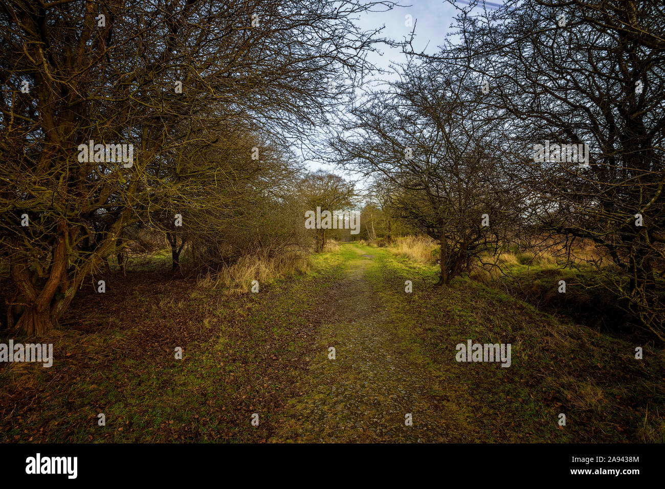 Forest grass pathway with trees in winter cold morning in cannock chase ...