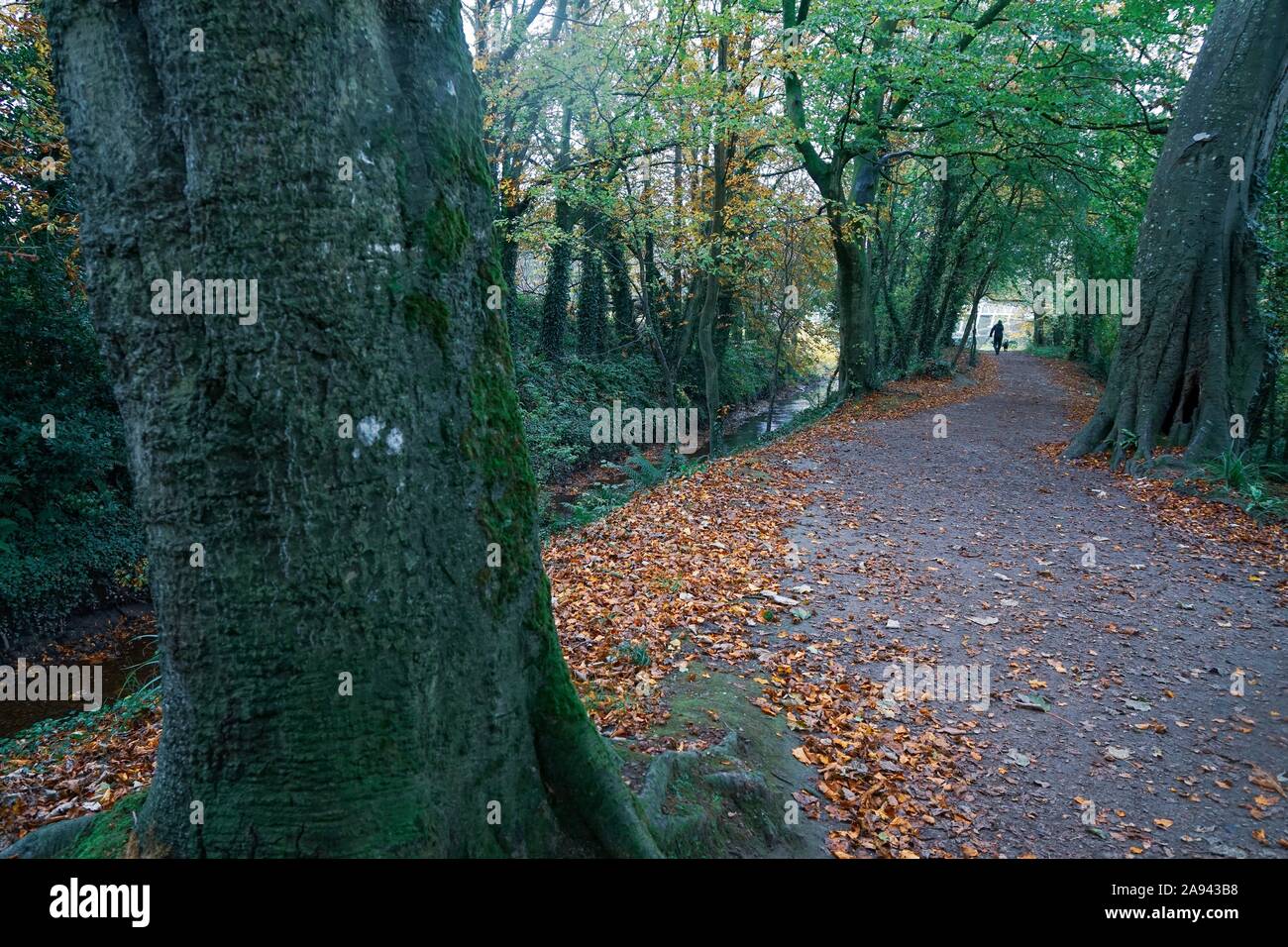 Walking trail, Limerick, Ireland Stock Photo - Alamy