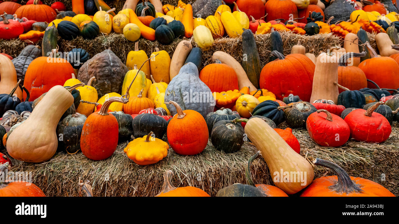 Variety of bright coloured squash on display on hay bales; Canada Stock ...