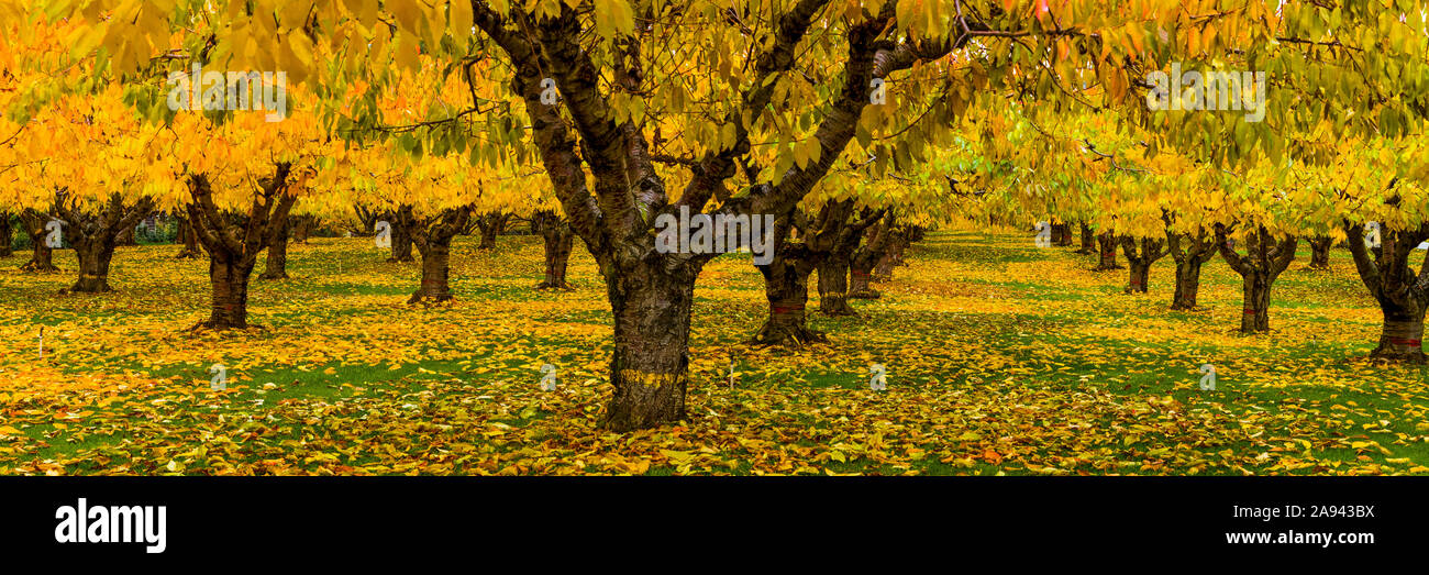 Cherry tree canopy hi-res stock photography and images - Alamy