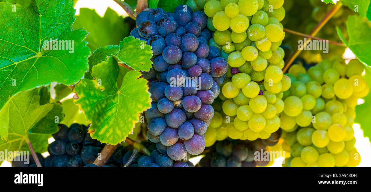 Clusters of purple and green grapes hanging from a vine; British ...