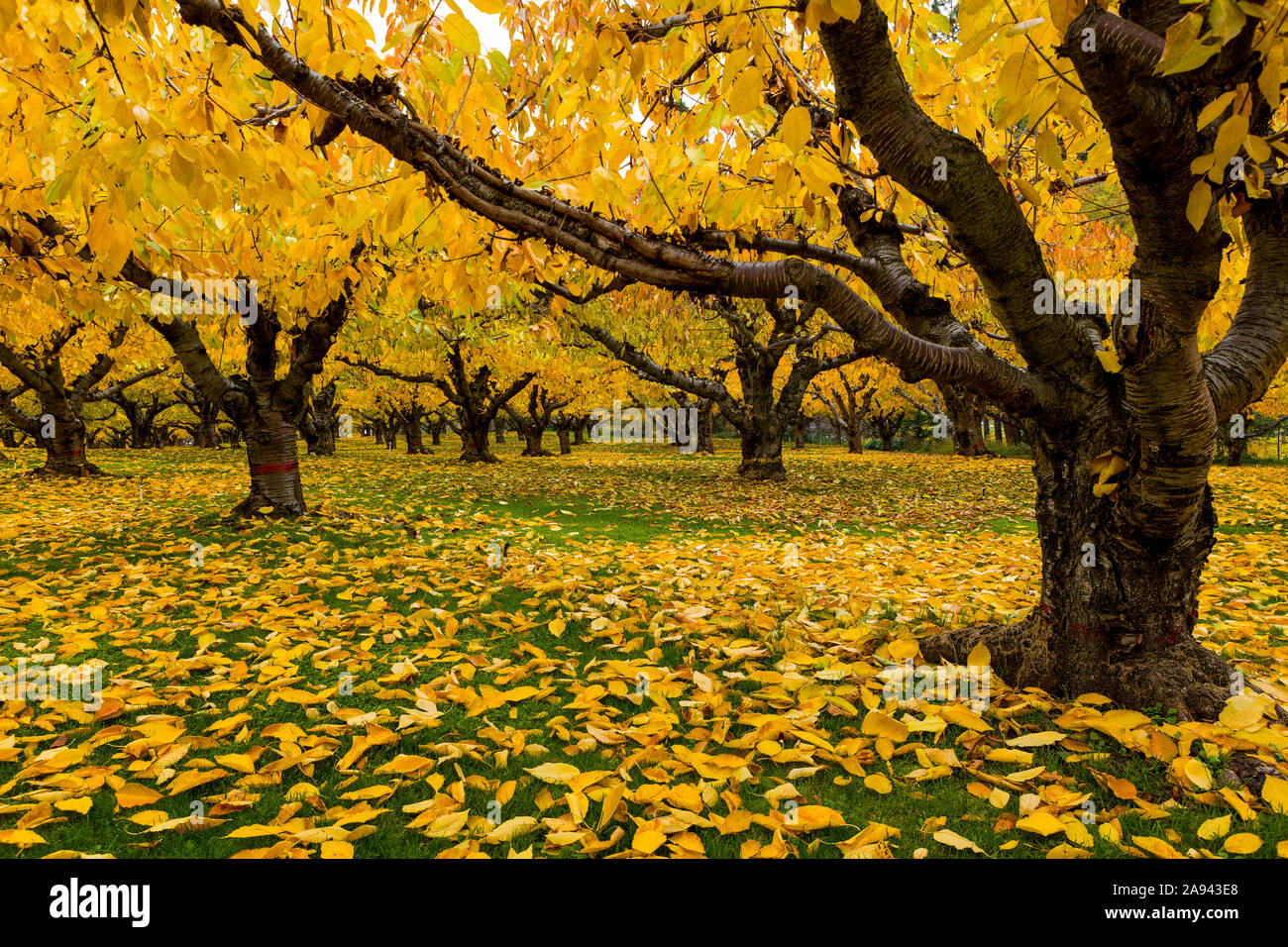 Cherry tree canopy hi-res stock photography and images - Alamy