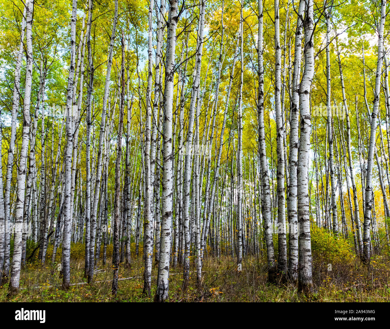 Aspen forest and fall colours hi-res stock photography and images - Alamy