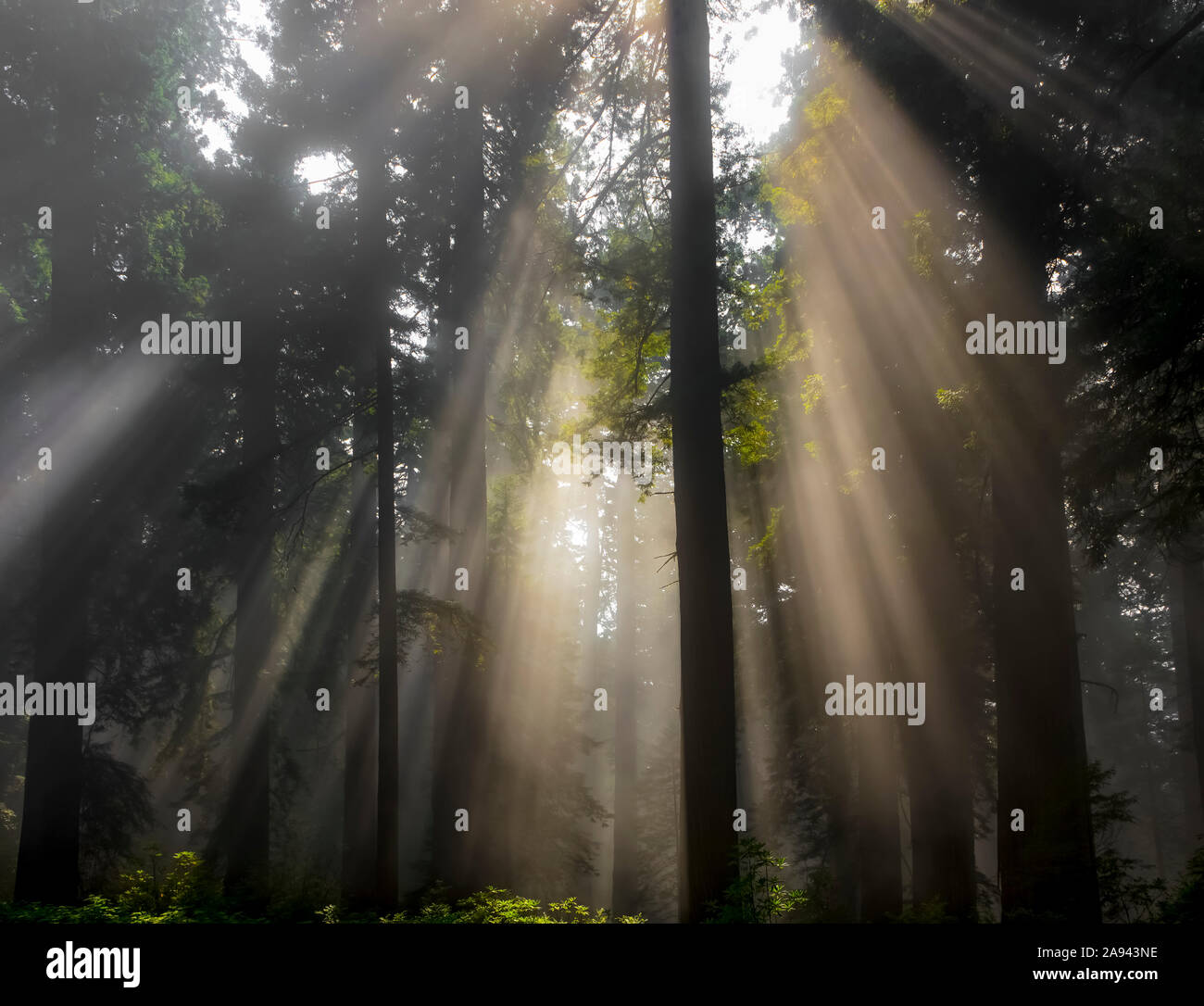 Sun shining through rainforest hi-res stock photography and images - Alamy