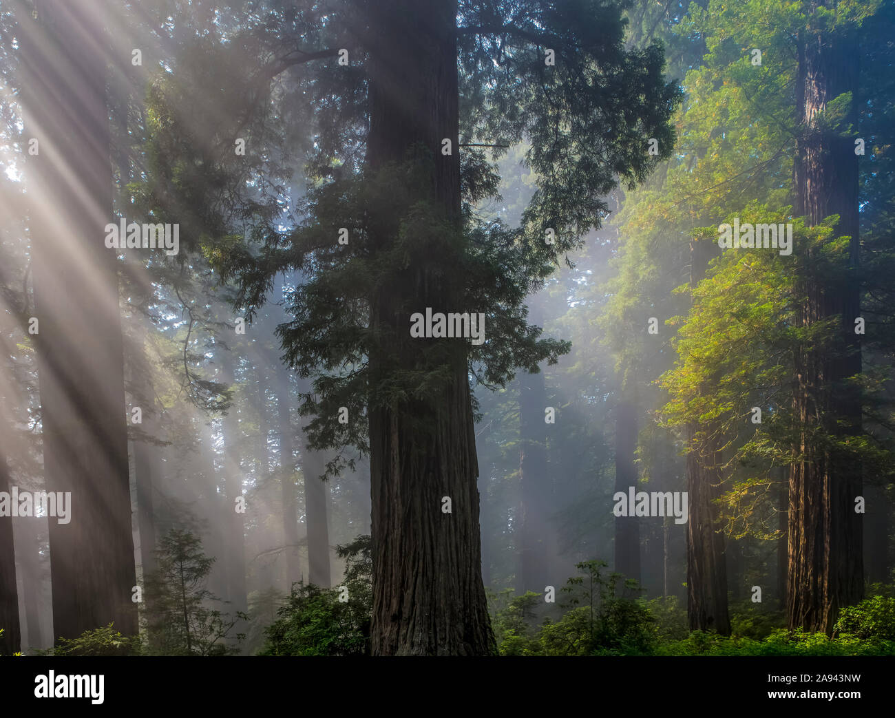 Sun shining through rainforest hi-res stock photography and images - Alamy