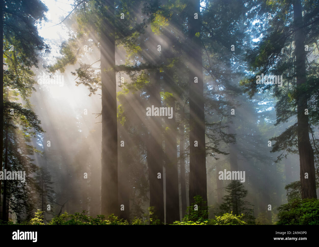 Sun shining through rainforest hi-res stock photography and images - Alamy