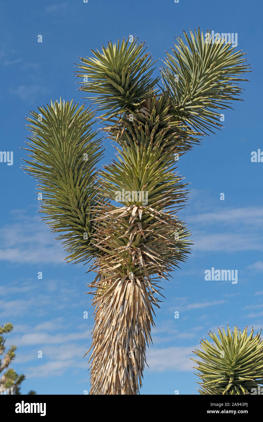 Details of a Joshua Tree’s Vegetation in the Mojave National Preserve ...