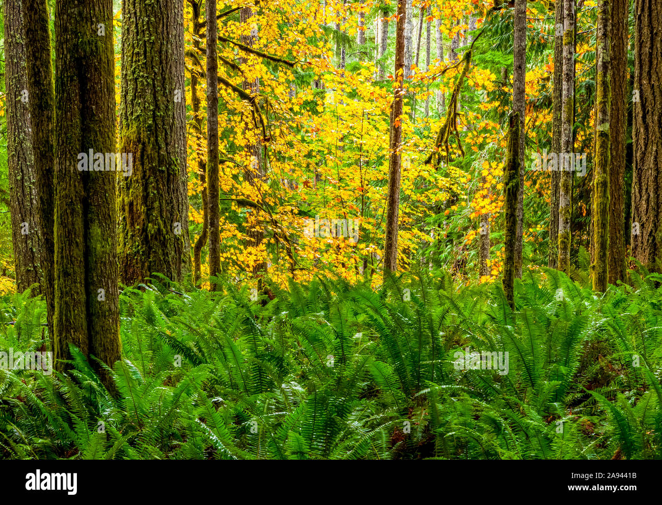 Autumn coloured foliage in a rainforest with ferns growing in the ...