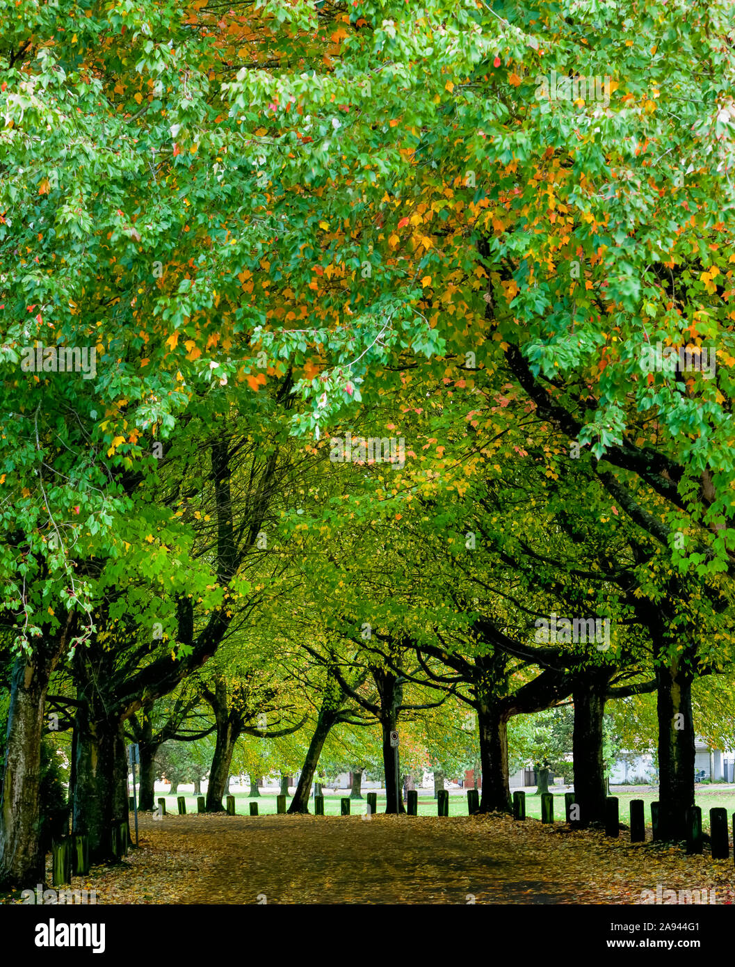 Canopy road hi-res stock photography and images - Alamy