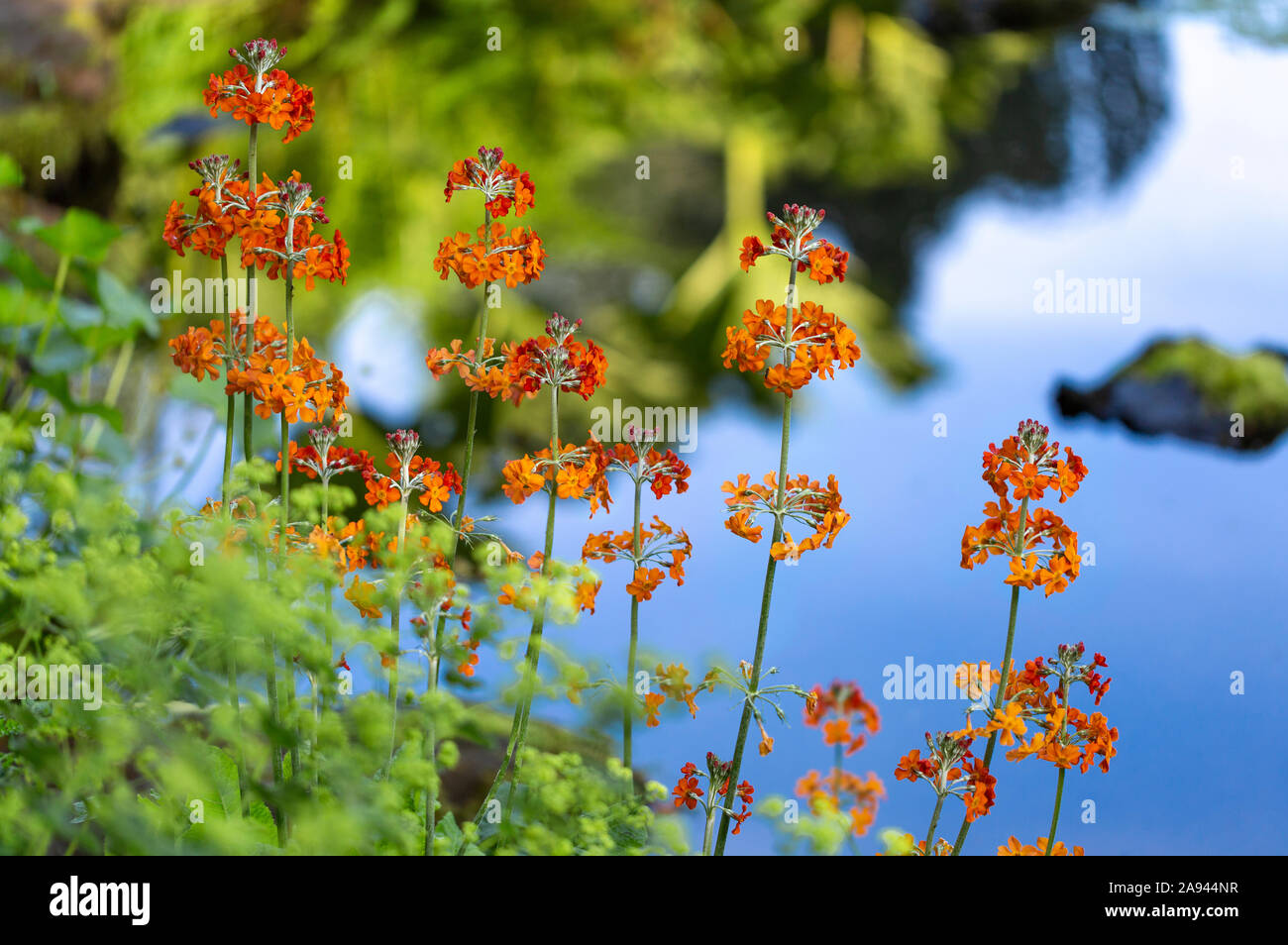 Blossoms by the pond, Queen Elizabeth Park; Vancouver, British Columbia ...