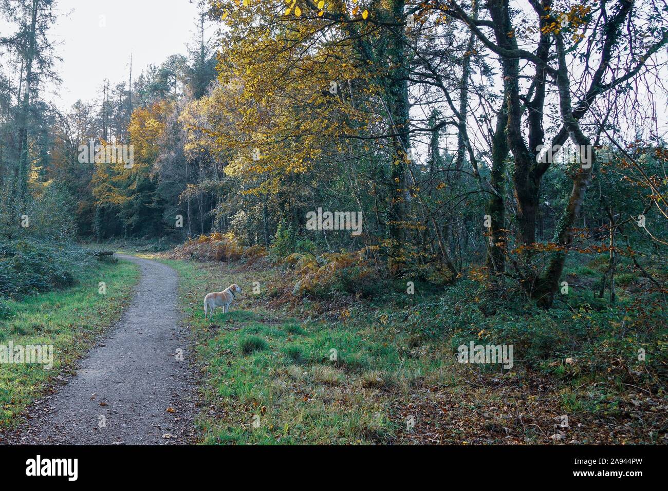 Cratloe ireland hi-res stock photography and images - Alamy