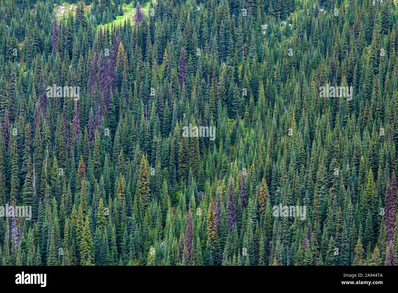 A forest of coniferous trees covers a mountain side on a rainy summer ...