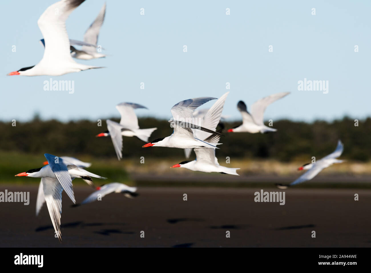 Caspian Terns (Hydroprogne caspia) fly over Trestle Bay; Hammond ...