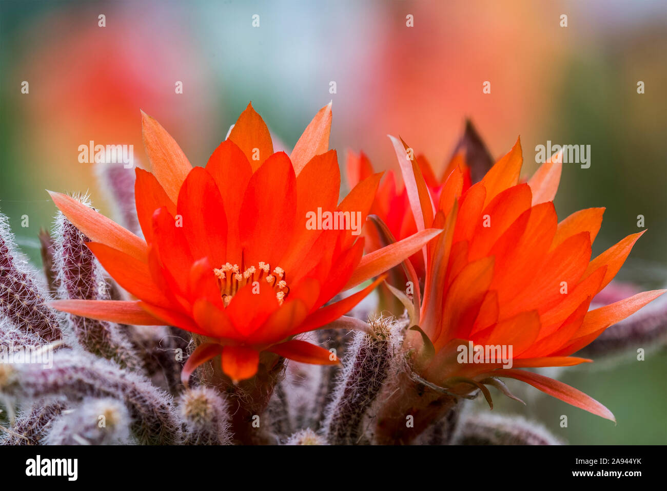 Blooms red blooms blooms and cacti cacti and flowers hi-res stock ...