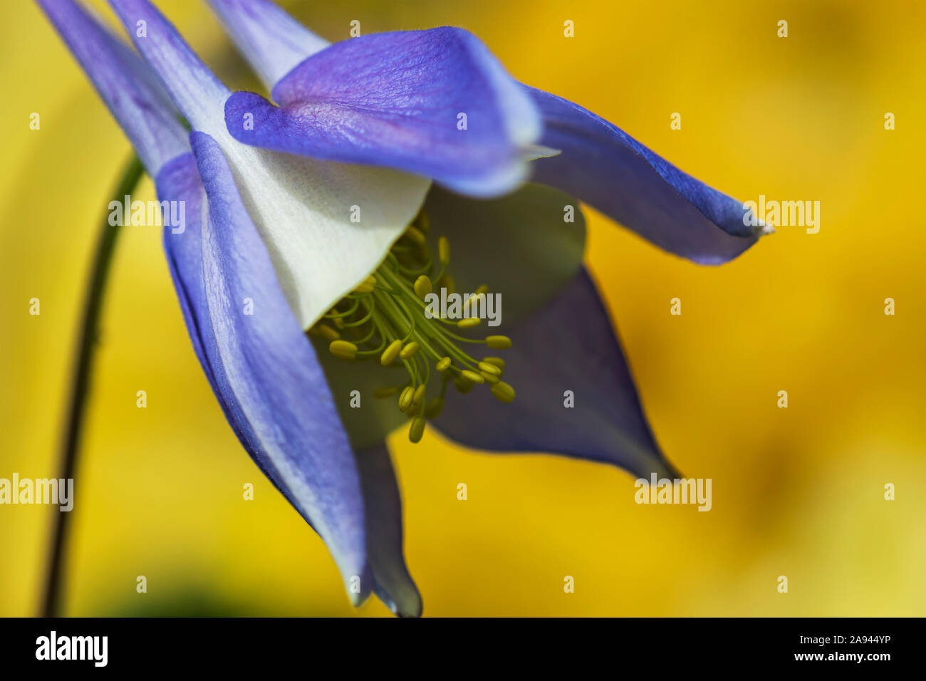 Mckanas giant columbine hi-res stock photography and images - Alamy