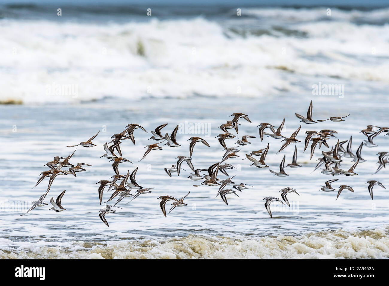 Flying group of shorebirds hi-res stock photography and images - Alamy