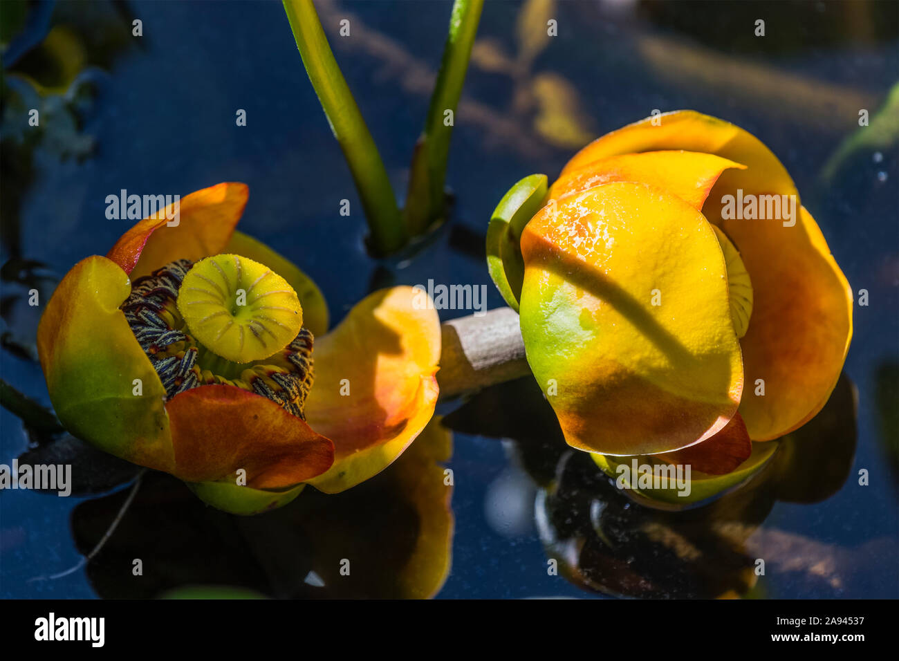 Indian pond hi-res stock photography and images - Alamy