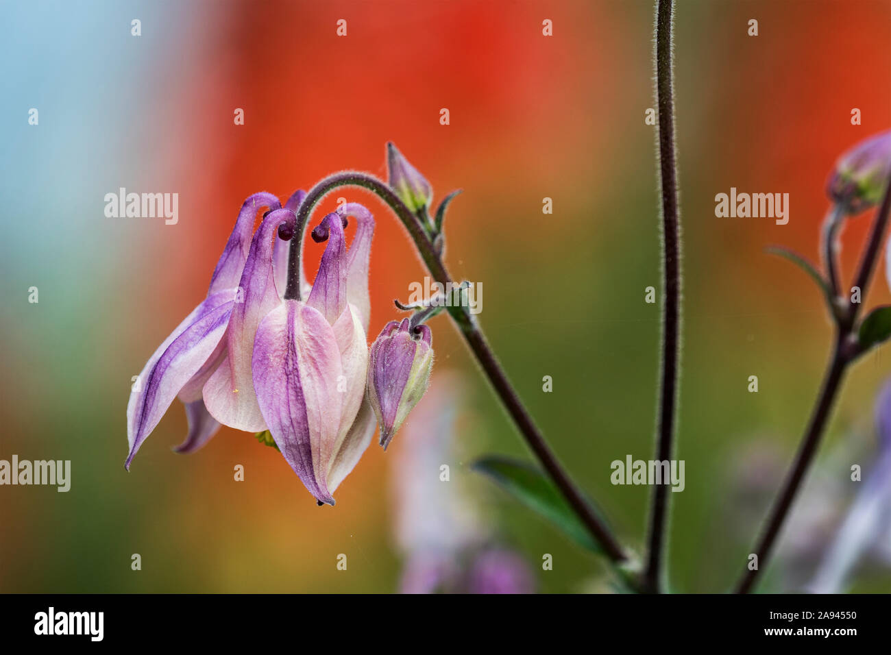 Columbine (Aquilegia) lends subtle hues to the garden; Astoria, Oregon ...