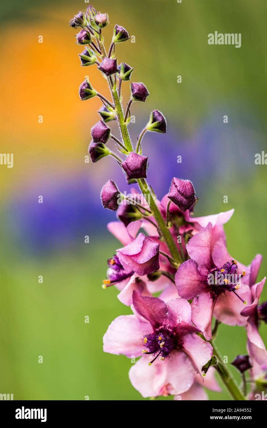 Moth Mullein (Verbascum blattaria) blooms in an Oregon flowerbed ...