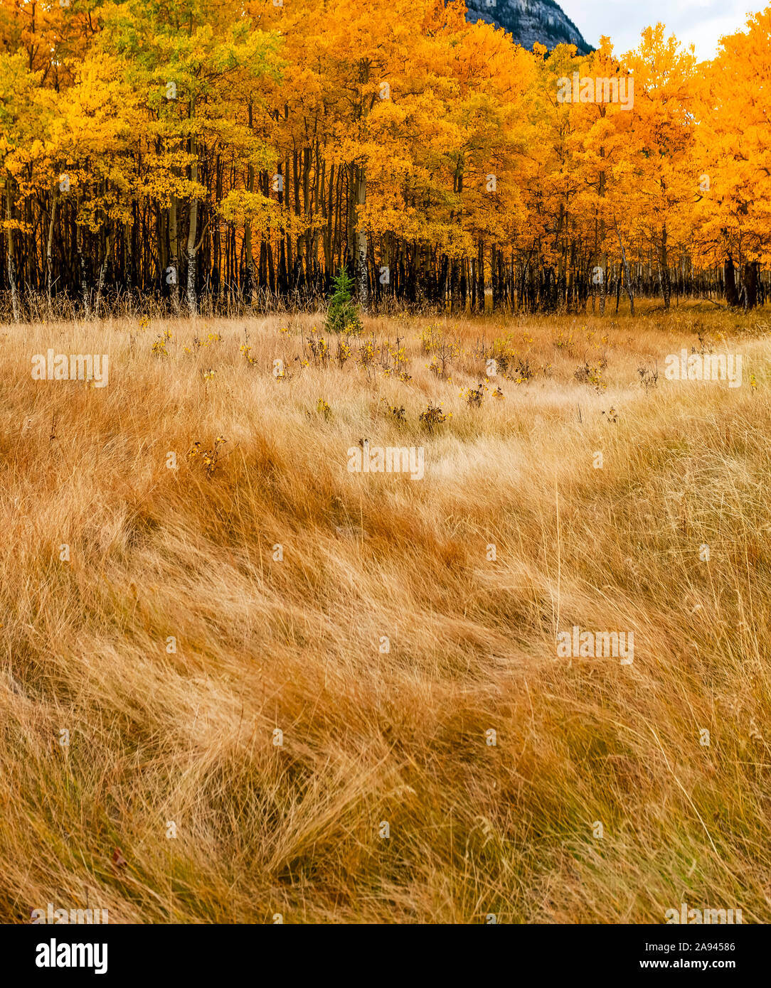 Autumn colours in Banff National Park; Alberta, Canada Stock Photo - Alamy