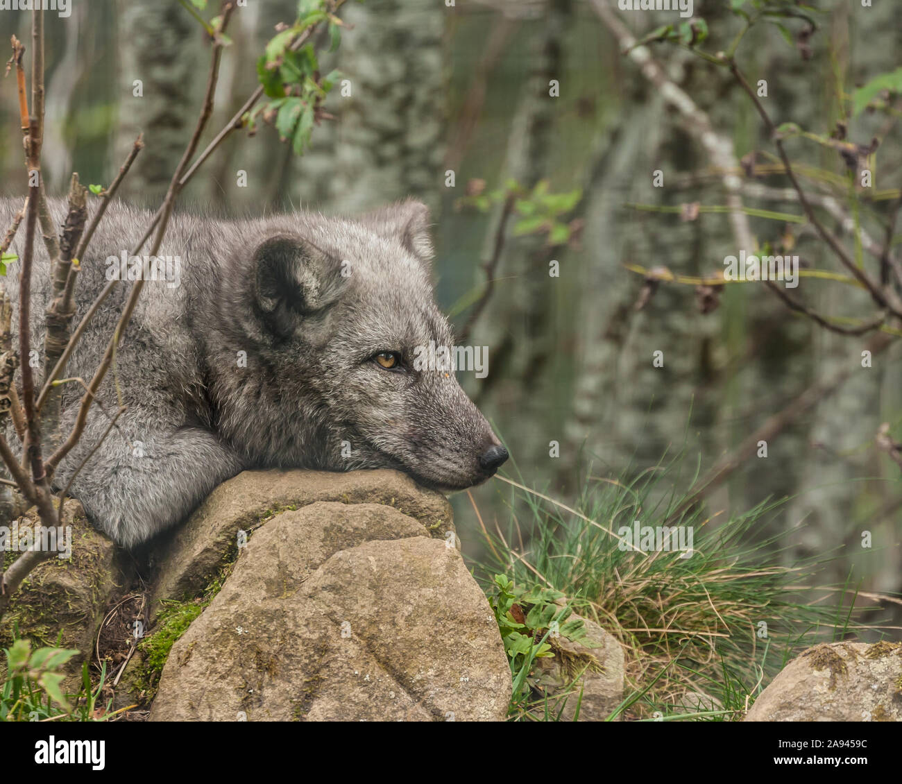 arctic fox resting on rocks Stock Photo - Alamy