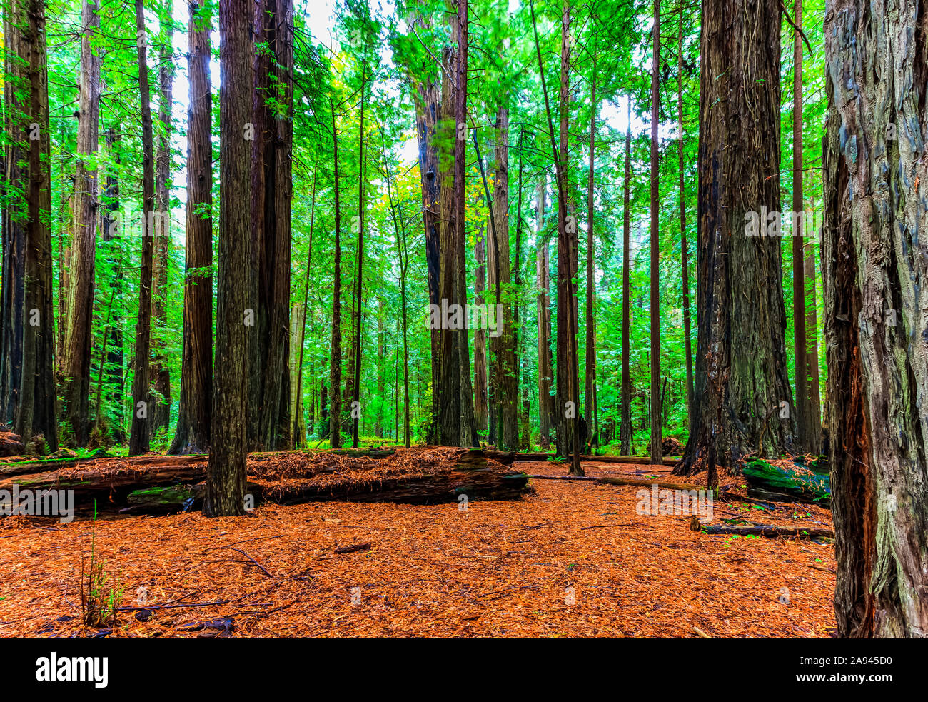 Redwoods california hi-res stock photography and images - Alamy