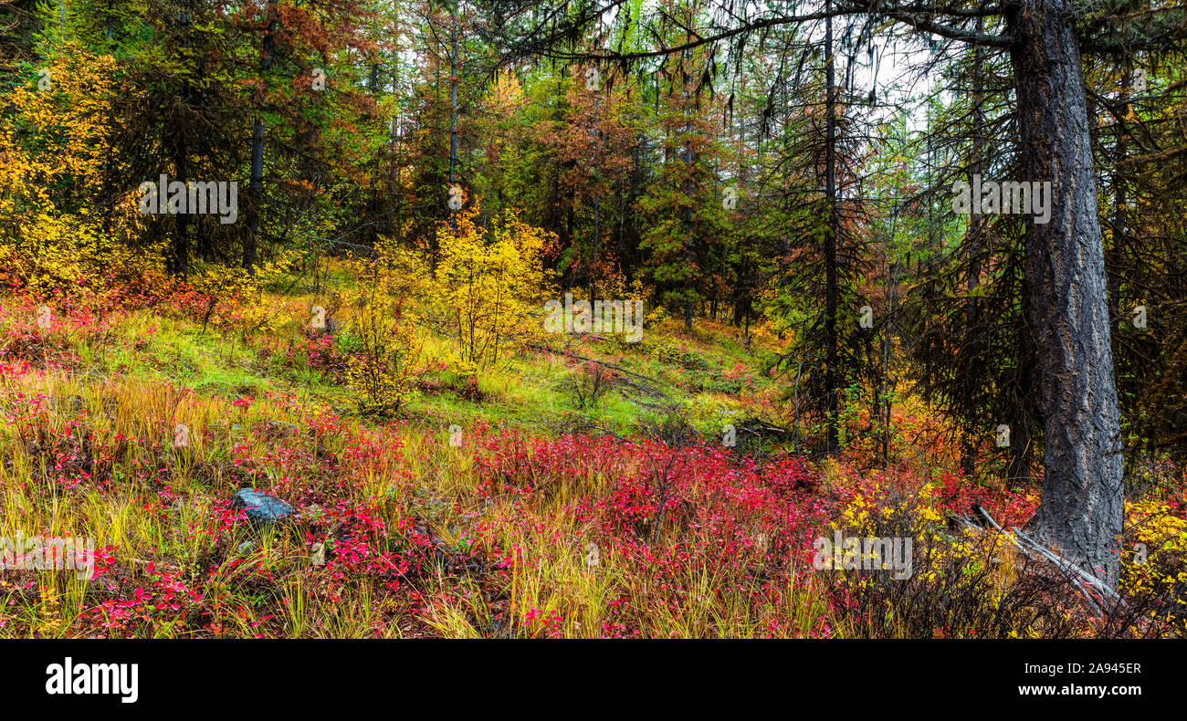 Coniferous forest british columbia hi-res stock photography and images ...