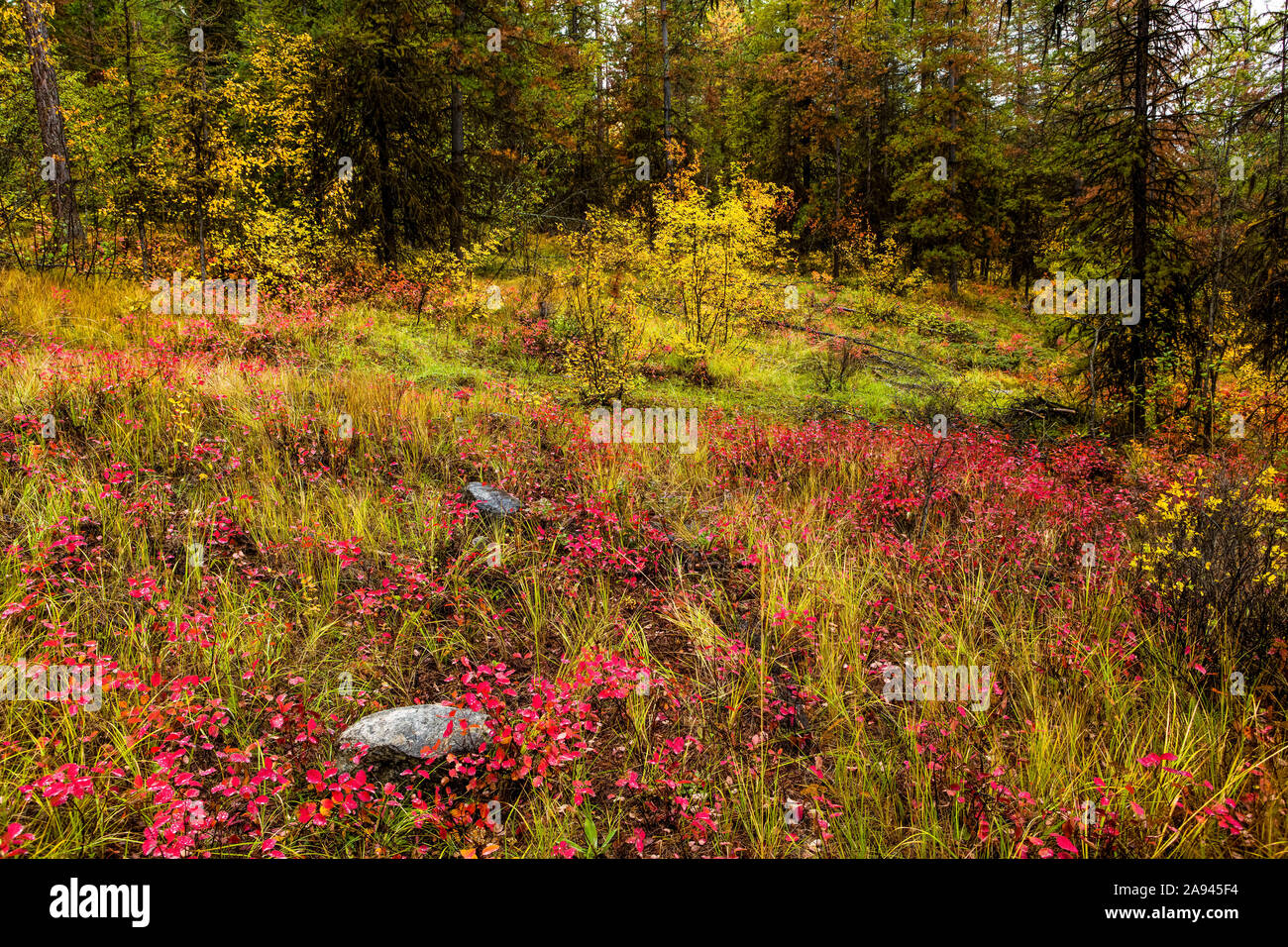 Coniferous forest british columbia hi-res stock photography and images ...