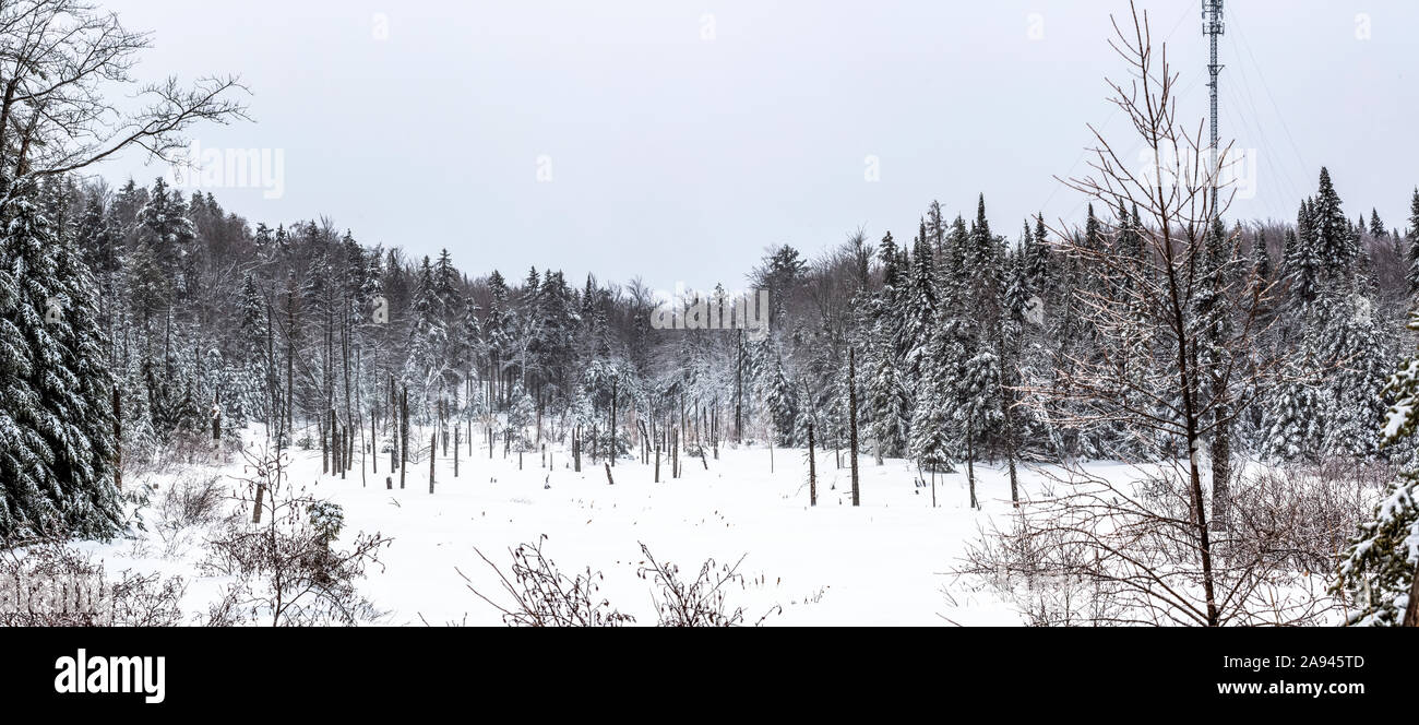 Field of snow in a forest in winter; Mont Saint Saveur, Quebec, Canada ...