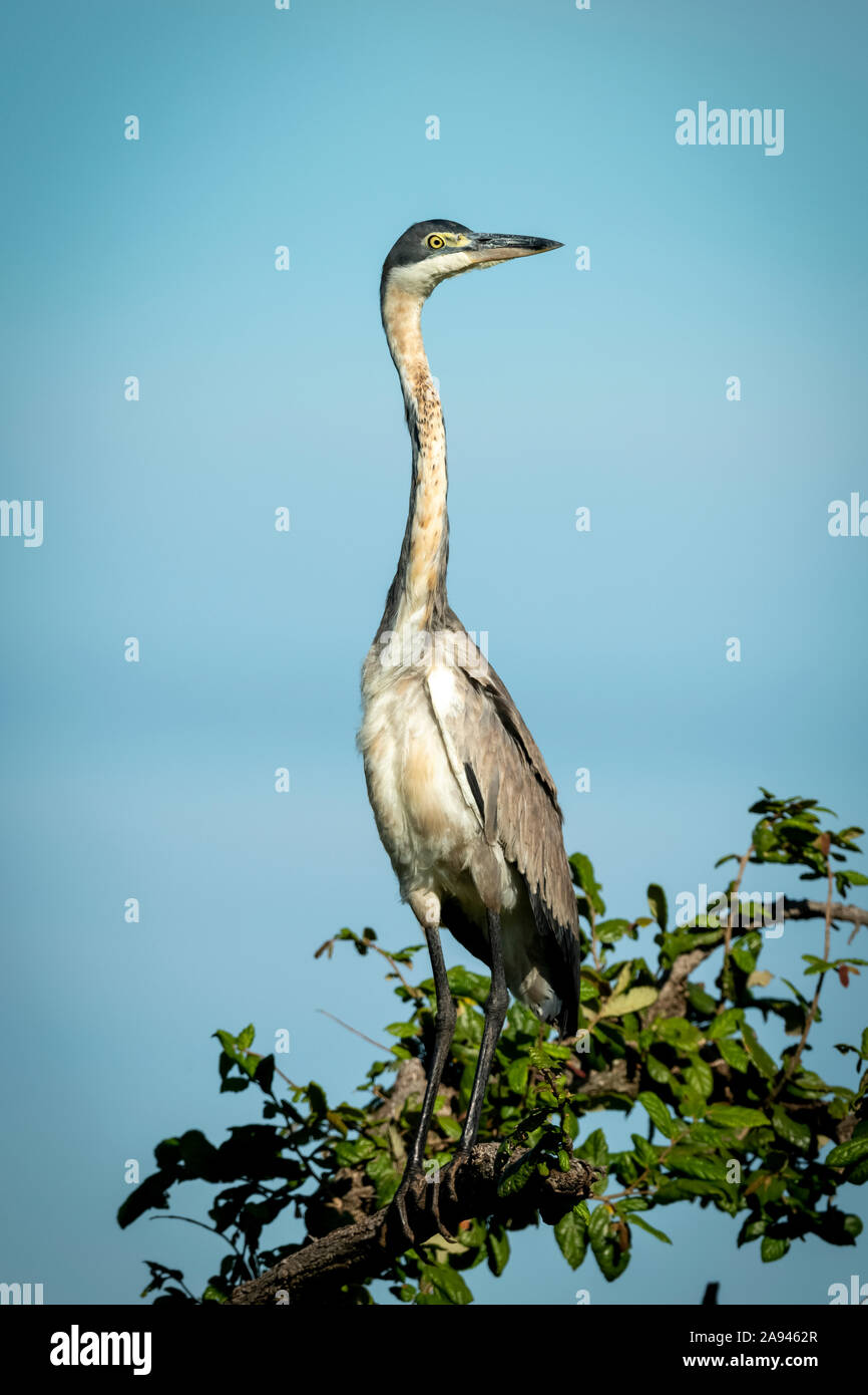 Black-headed heron (Ardea melanocephala) in tree under blue sky ...