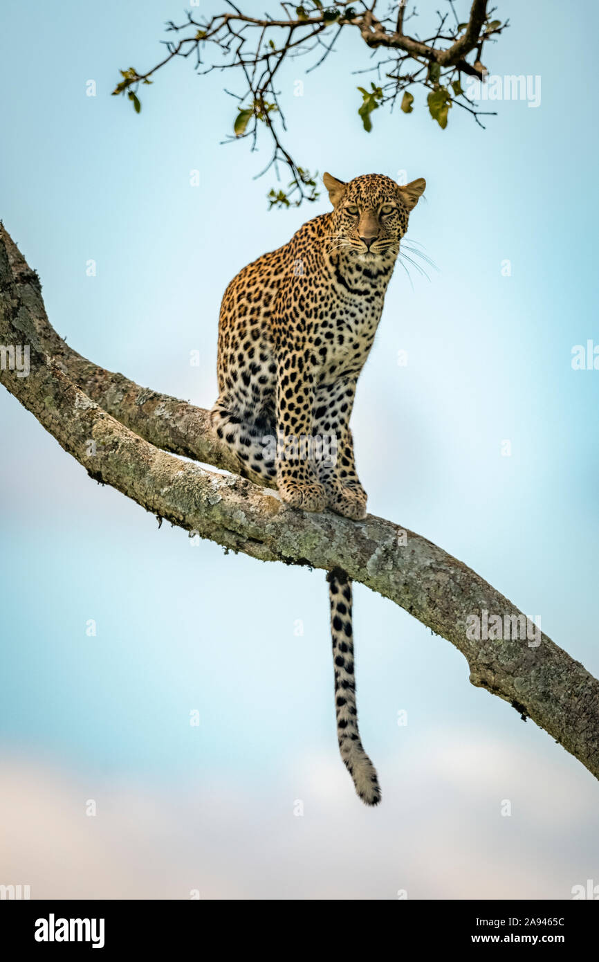 Leopard sitting on tree hi-res stock photography and images - Alamy