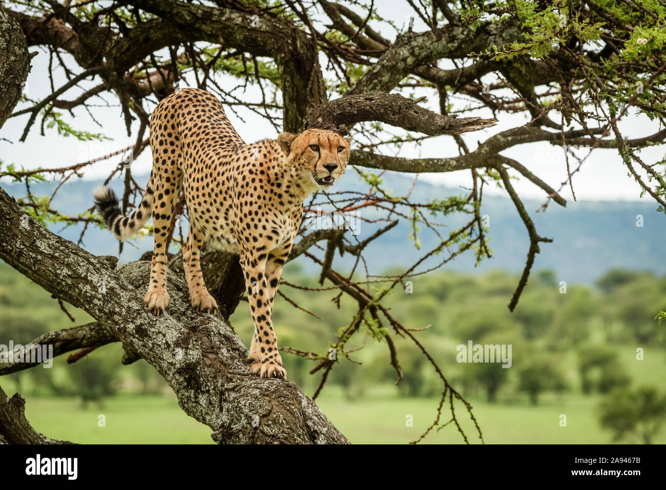 Cheetah on tree hi-res stock photography and images - Alamy