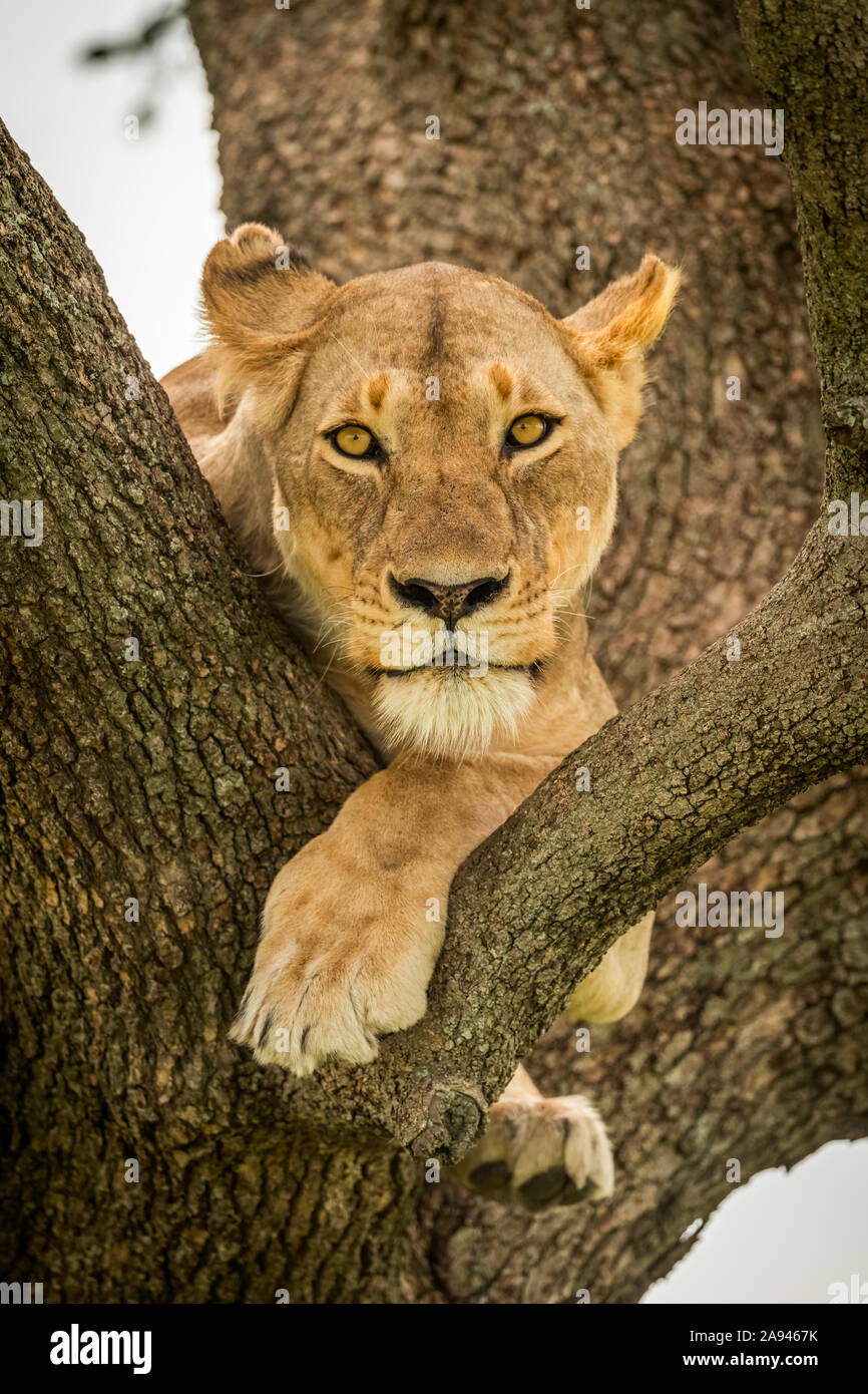 Lioness resting on tree hi-res stock photography and images - Alamy