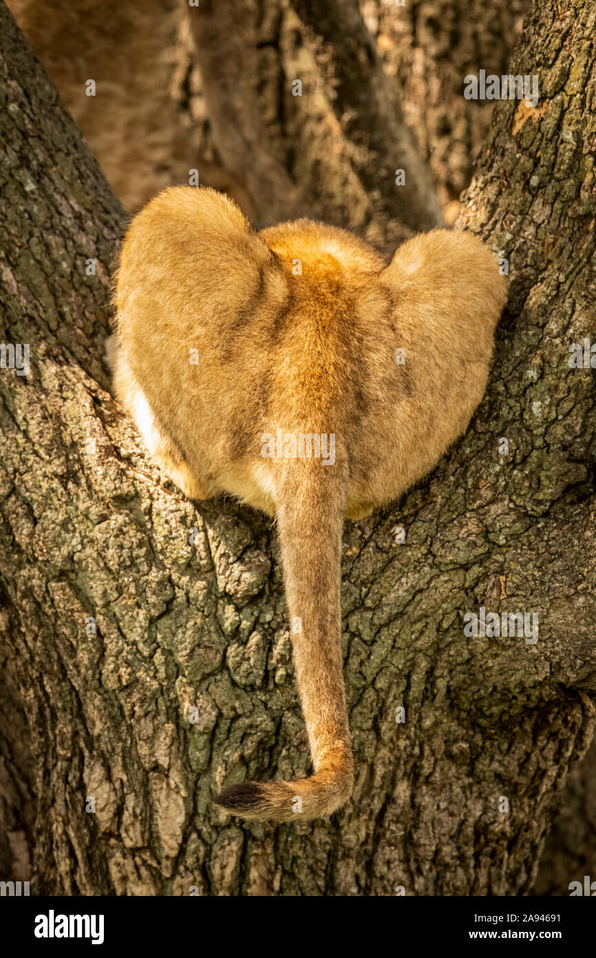 Tail of lion cub (Panthera leo) lying in tree, Grumeti Serengeti Tented ...