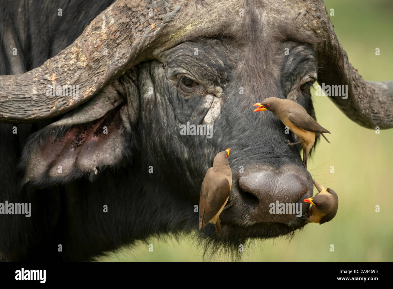 Oxpecker africa game park safari High Resolution Stock Photography and ...