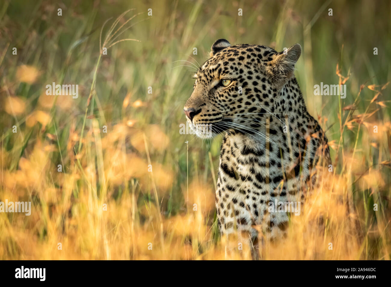 Leopard Sitting In Grass High Resolution Stock Photography and Images ...