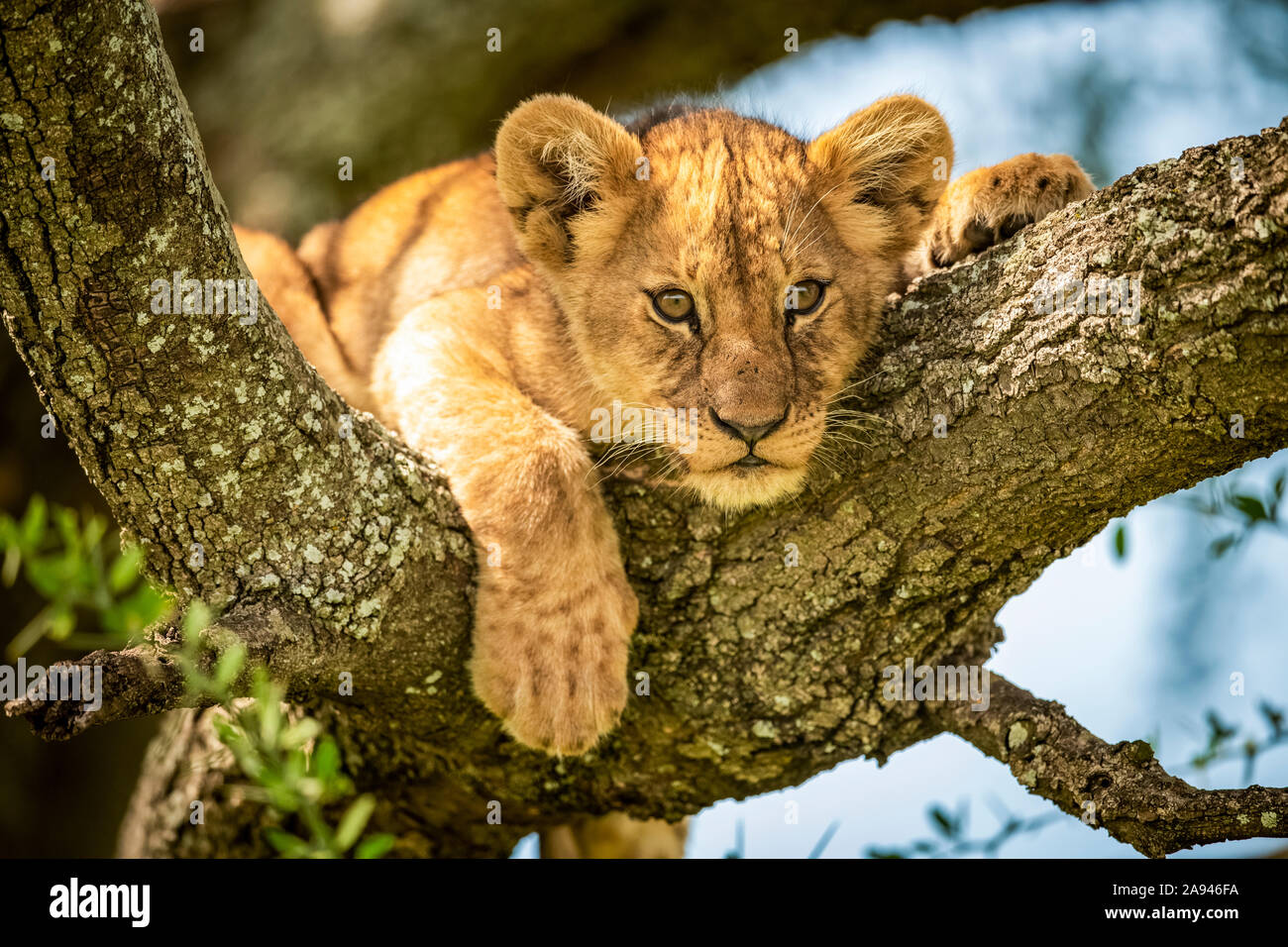 Panthera Cub Eye Contact Cute High Resolution Stock Photography and ...