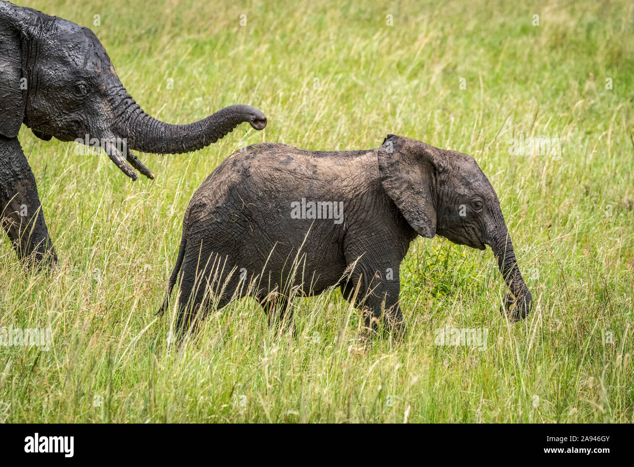 African bush elephant calf (Loxodonta africana) ahead of mother, Klein ...