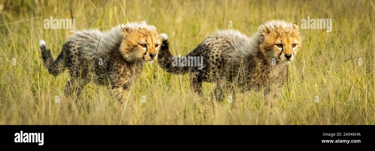 Walking cheetah cub hi-res stock photography and images - Alamy