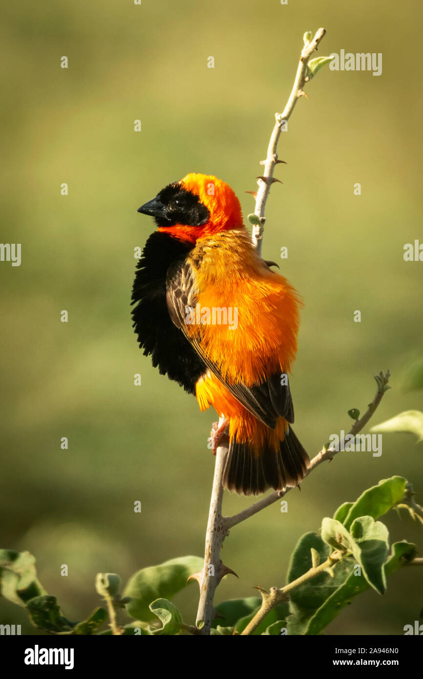 Red bishop hi-res stock photography and images - Alamy