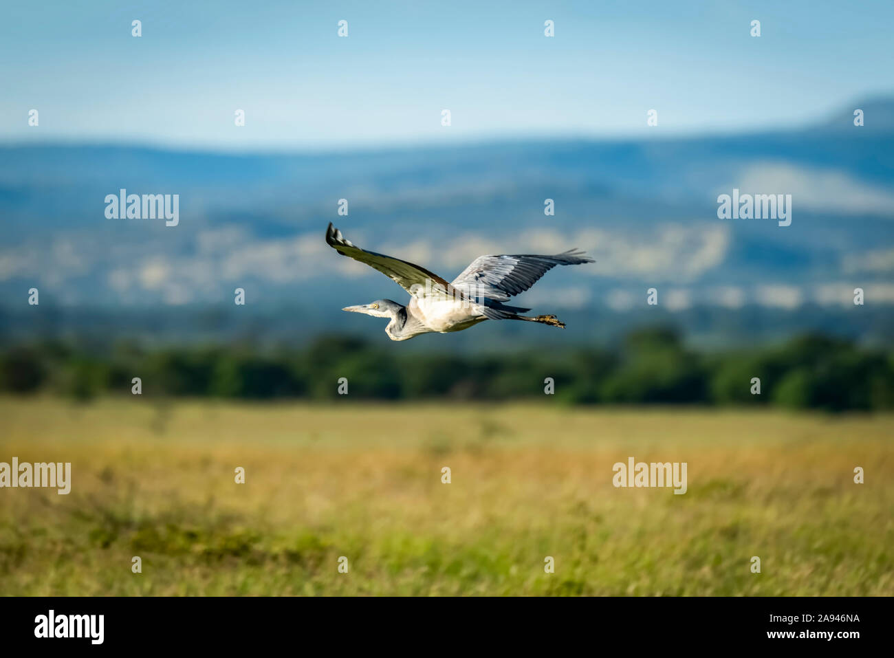 A black-headed heron (Ardea melanocephala) flies over grassland with ...