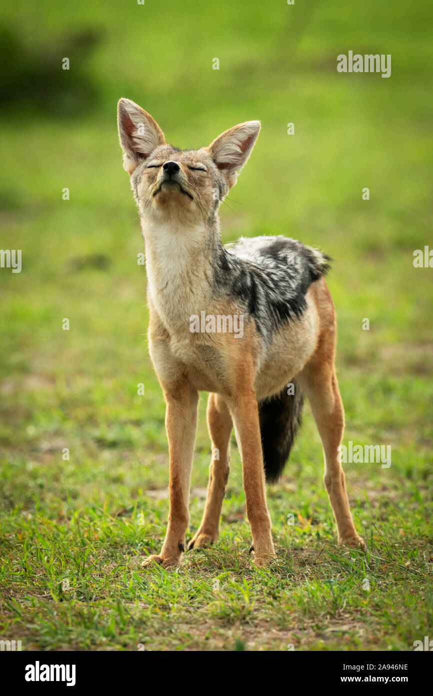 Black-backed jackal (Canis mesomelas) stands with both eyes closed and ...