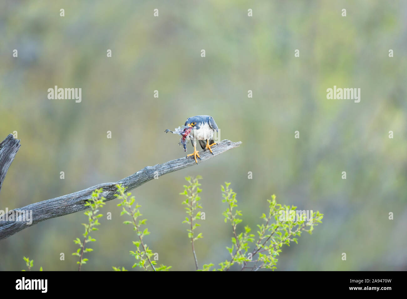 Adult male Peregrine Falcon with prey in its beak Stateline Lookout ...