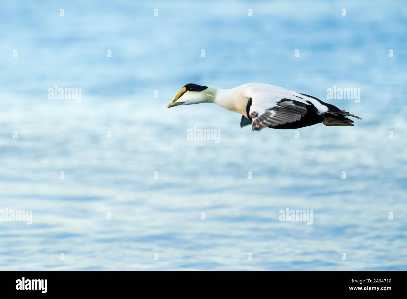 Common eider ducks flying hi-res stock photography and images - Alamy