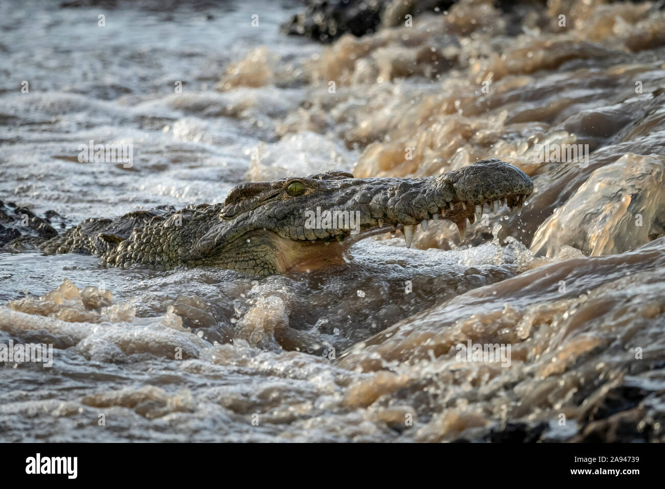 Game fish under water hi-res stock photography and images - Alamy
