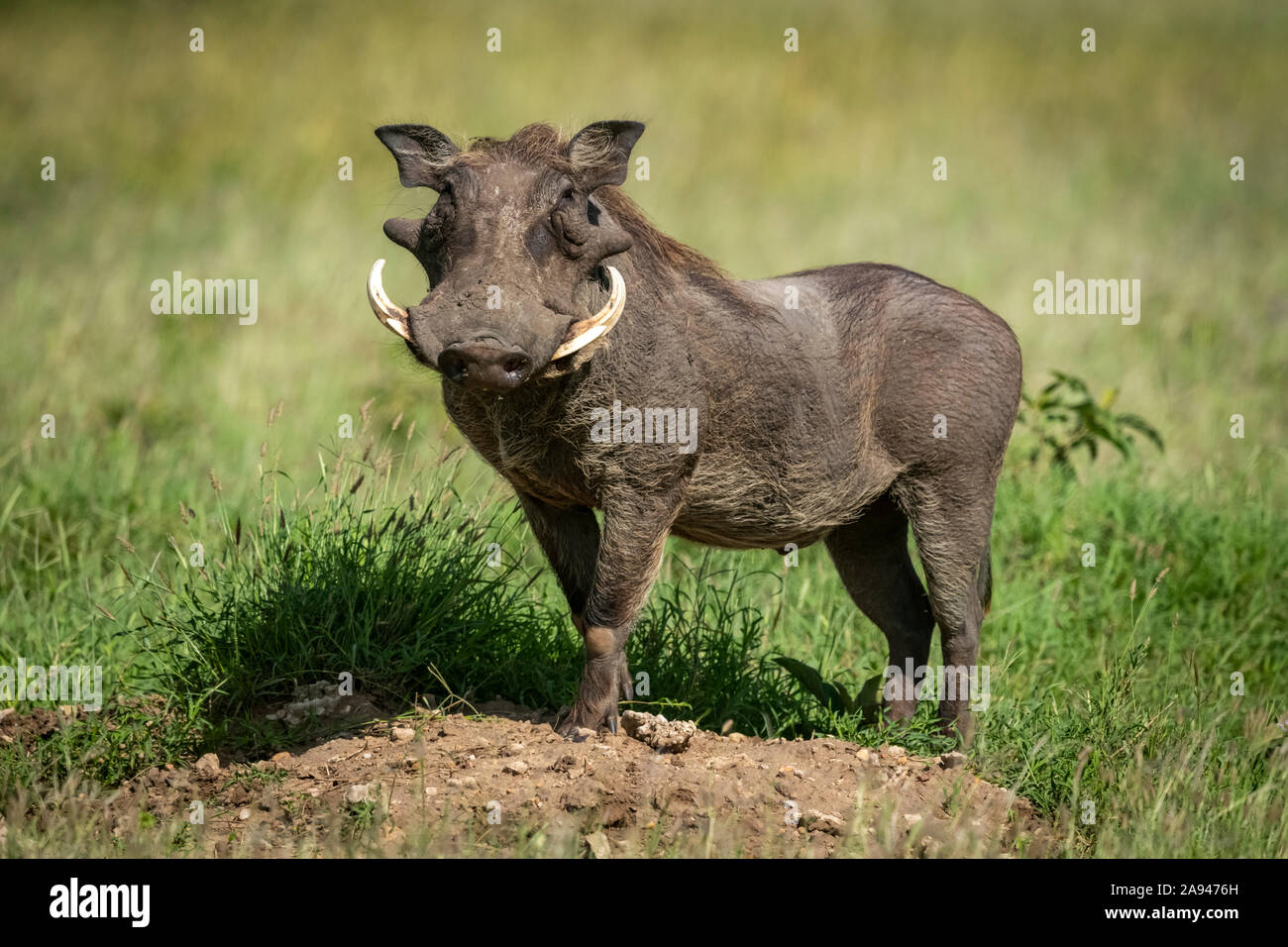 A common warthog (Phacochoerus africanus) stands on an earth mound ...