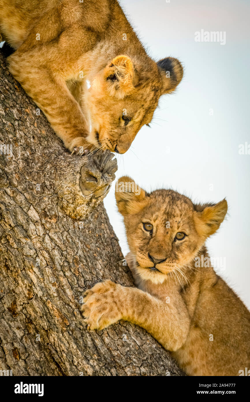 Panthera Cub Eye Contact Cute High Resolution Stock Photography and ...