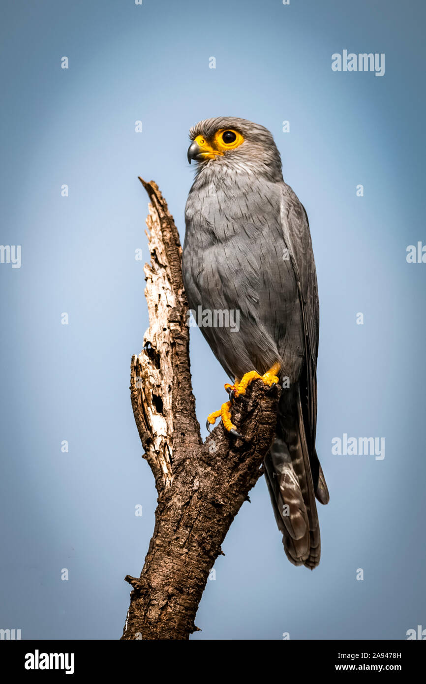 A grey kestrel (Falco ardosiaceus) perches on a dead tree stump with a ...